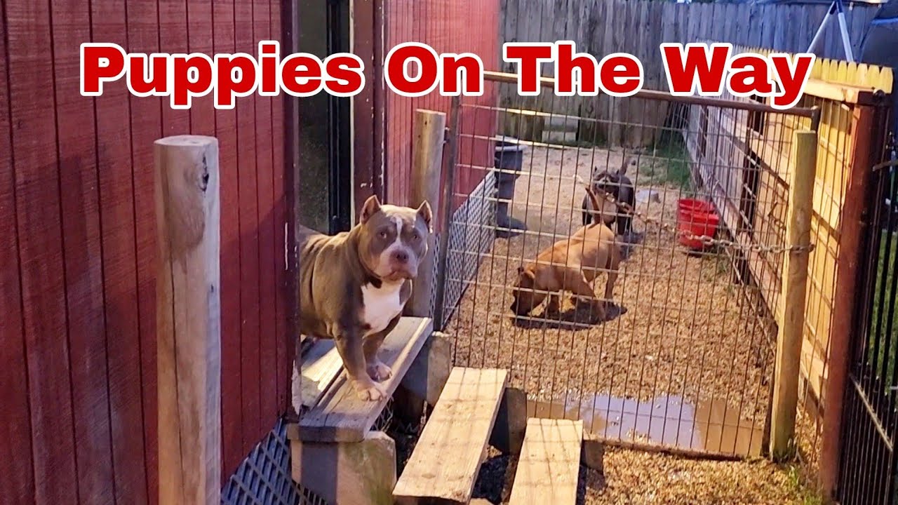 American Bully Puppies on the way at Royal Kennels La. LLC - YouTube