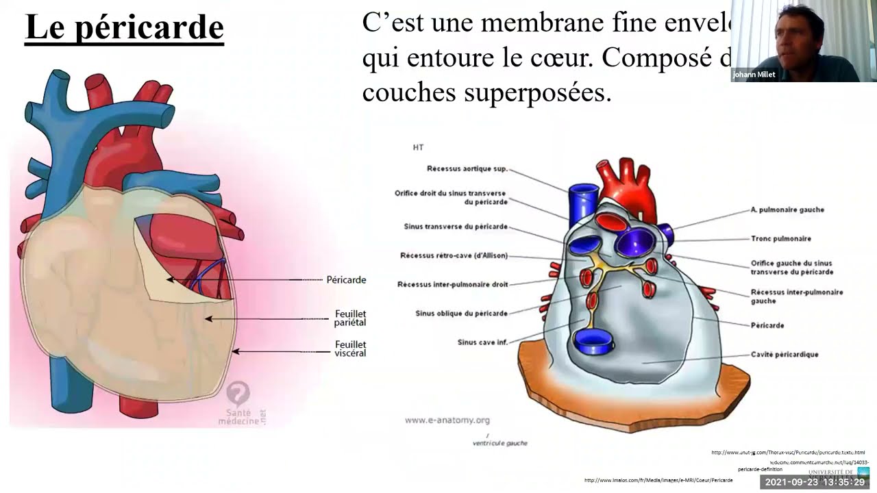 Le Système Cardiovasculaire | Cours Complet - YouTube