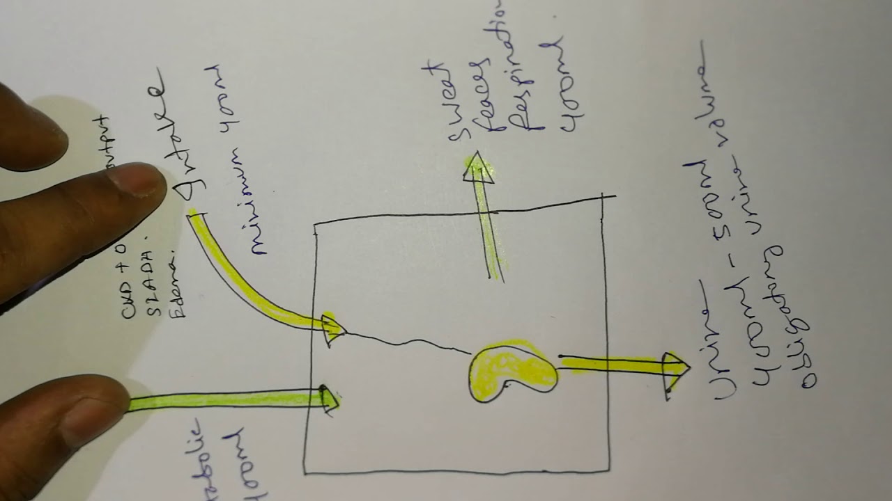 Fluid intake output chart. Daily Water loss, daily water gain ...