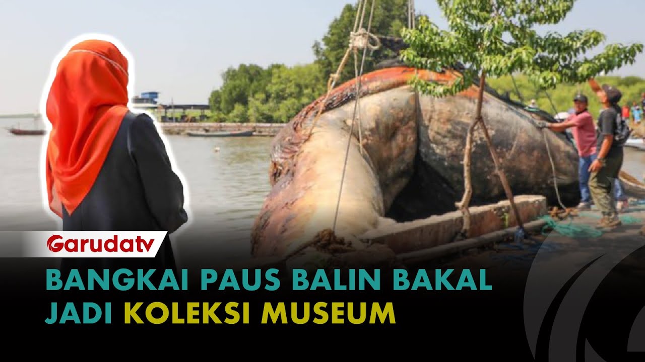 Seekor Bangkai Paus Balin Ditemukan di Batu, Jawa Timur - YouTube