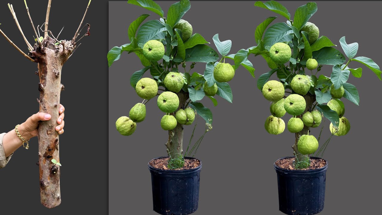 How To Grow Guava Tree from Cutting At Home, Simple And Highly ...