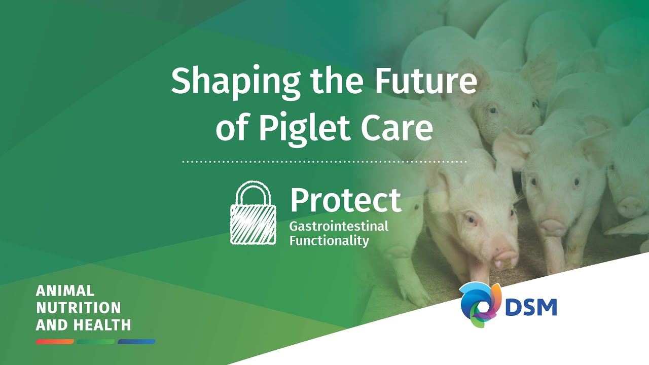 Shaping the Future of Piglet Care - Protect Gastrointestinal ...