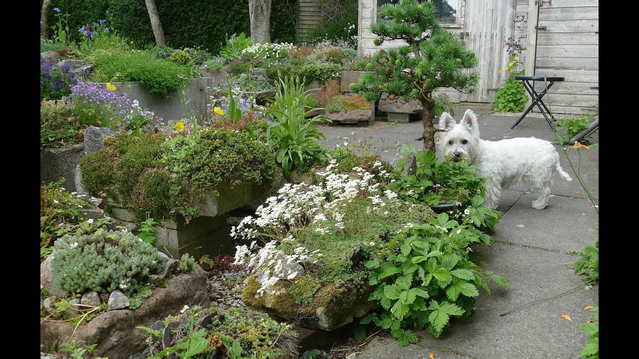 Bulb Log Video Diary Supplement From the troughs to the garden ...