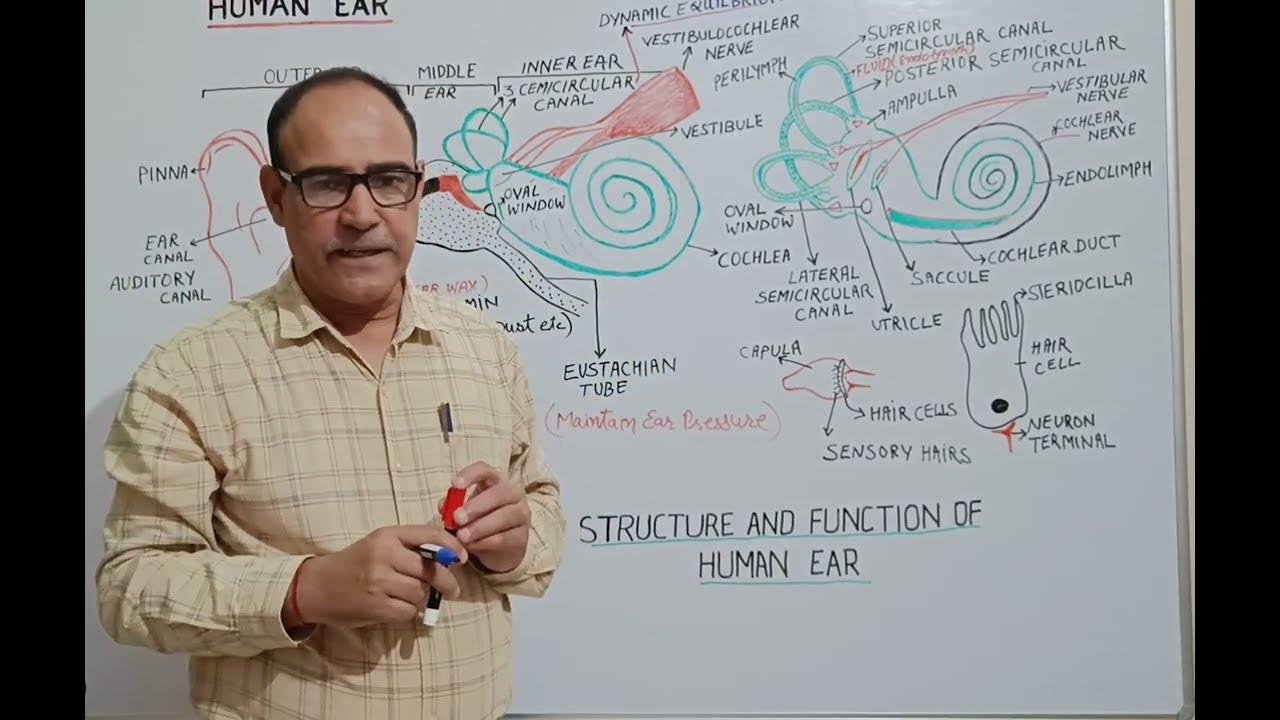 HUMAN EAR ( Structure and function of Human Ear ) - YouTube