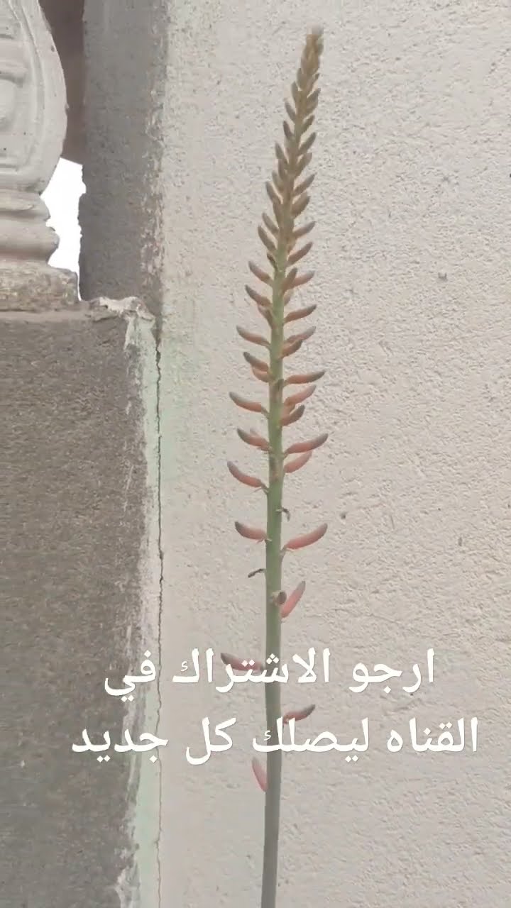 أزهار الاوليڤيرا صبار Plants اكسبلور الزراعه Youtube