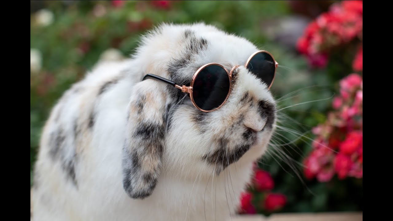 Cute Bunny Eating 🥕 | Rabbits 🐇 food | Cute Baby rabbit Funny Moment ...