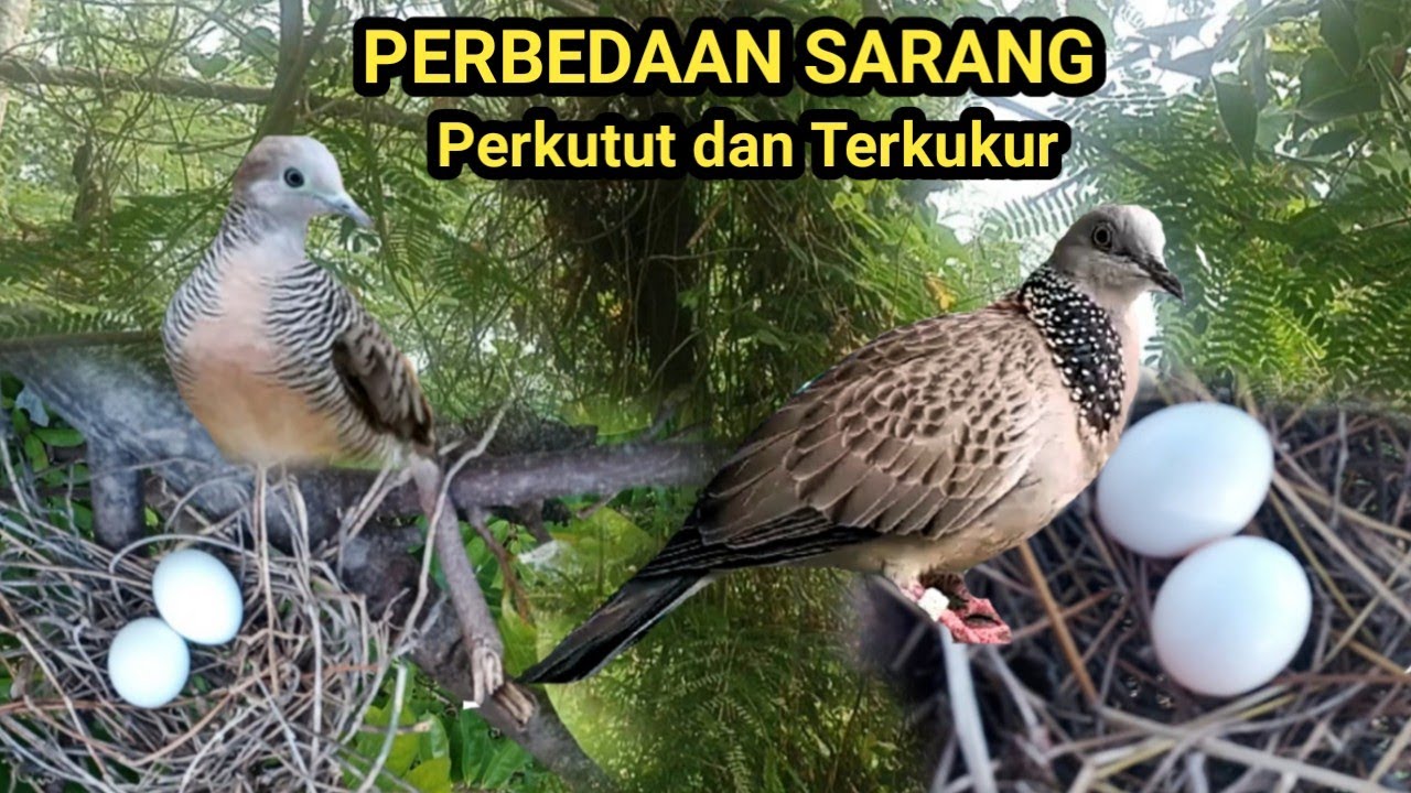 Perbedaan sarang perkutut dengan sarang terkukur - YouTube