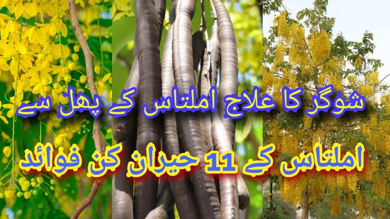 املتاس کے 11 حیران کن فوائد. Health Benefits of Amaltas Tree, Fruit and ...