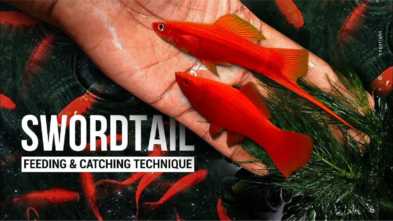 Swordtail Fish | Feeding & Catching Technique | 8 Months Update - YouTube