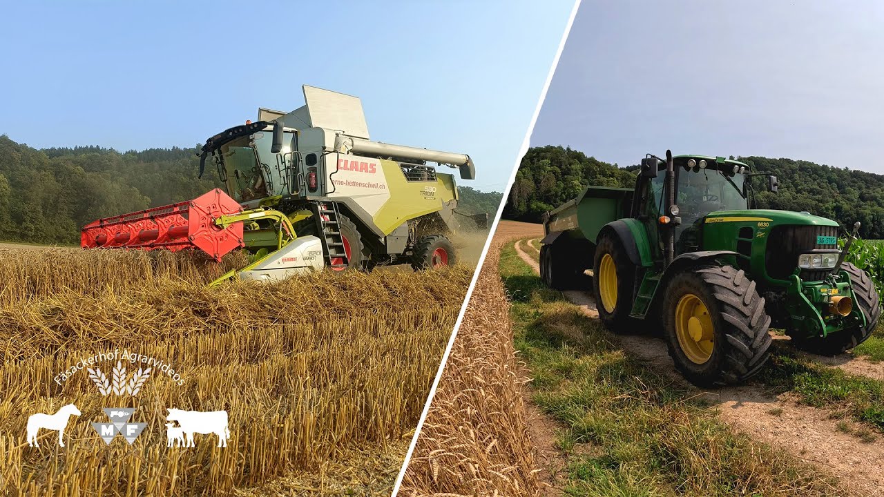 Claas Trion 530 im Weizen🌾| John Deere 6630🔥| Ernte auf meinem ...