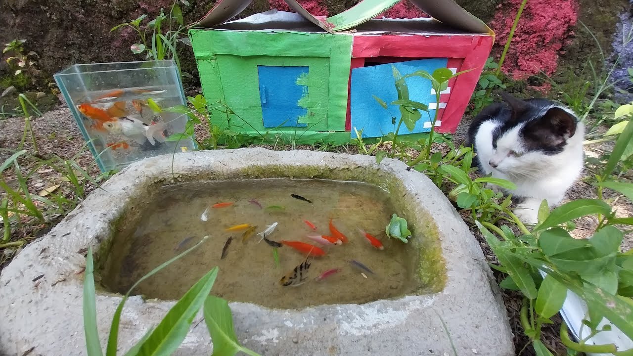 Wow!! The catch beautifull fish in a small pond, koi fish, goldfish ...