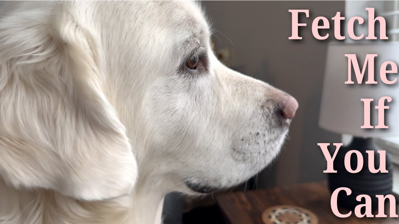 Fetch Me If You Can | TRAILER - YouTube