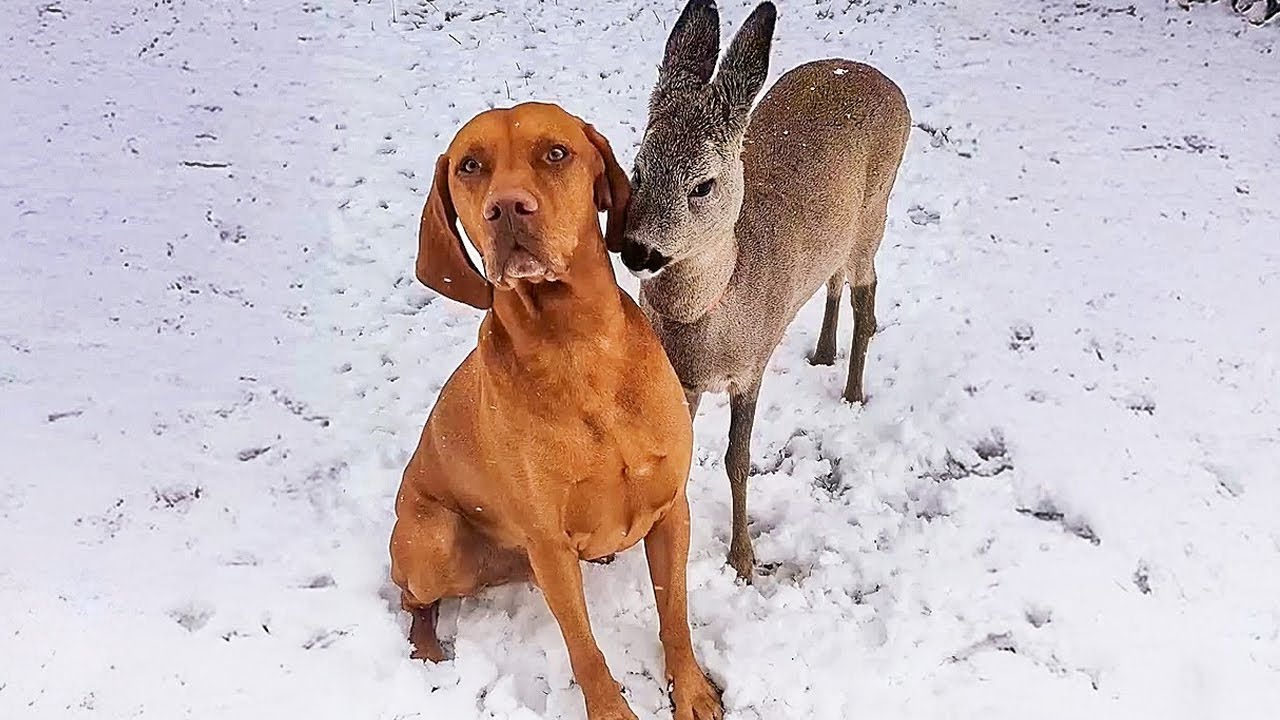 Dog "Adopted" Baby Deer And Raised Her As His Own | Cuddle Buddies ...
