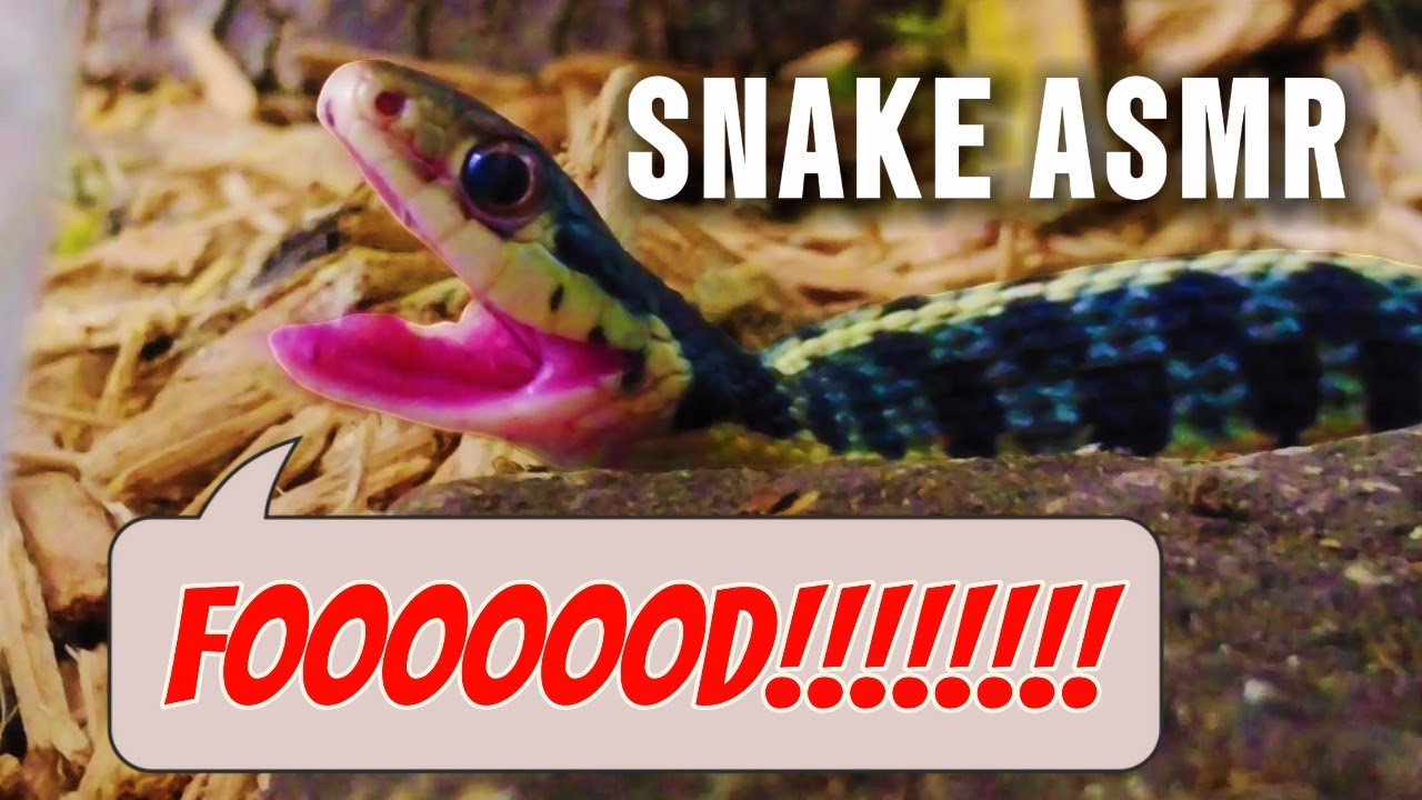 Snake Feeding ASMR 🐍 - YouTube