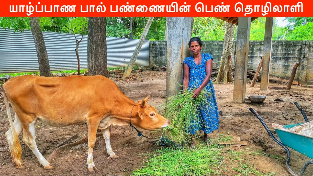 யாழ்ப்பாண பால் பண்ணையின் பெண் தொழிலாளி Jaffna Farm | Jaffna Suthan ...