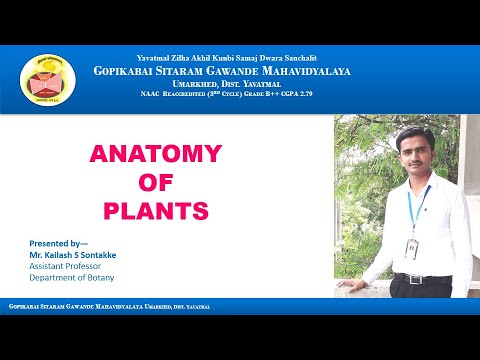 Anantomy of Plants-2 by Mr. Kailash Sontakke, Dept. of Botany GSG ...