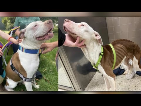 A neglected and starved Fargo dog was saved and adopted by new family ...