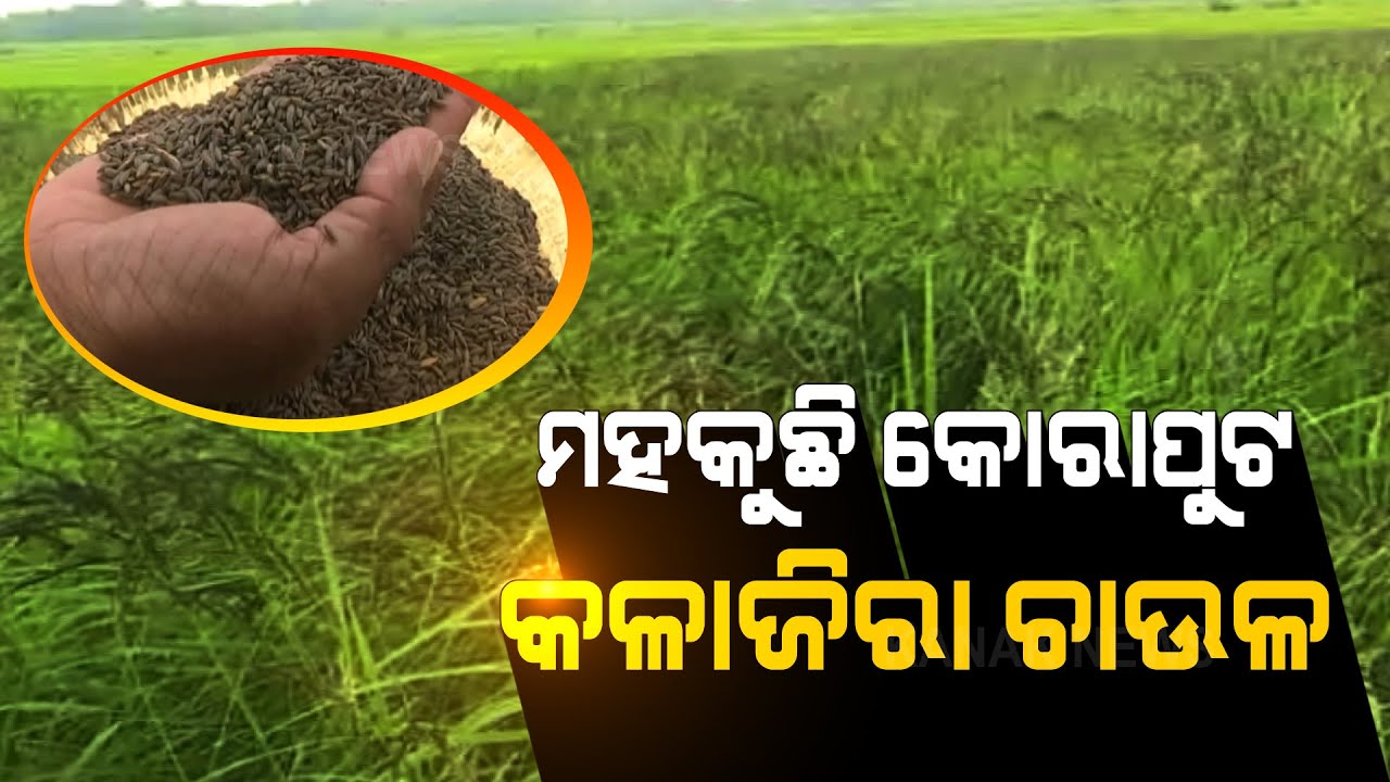 Koraput's 'Kalajeera Rice' To Be Available Soon In Delhi - YouTube