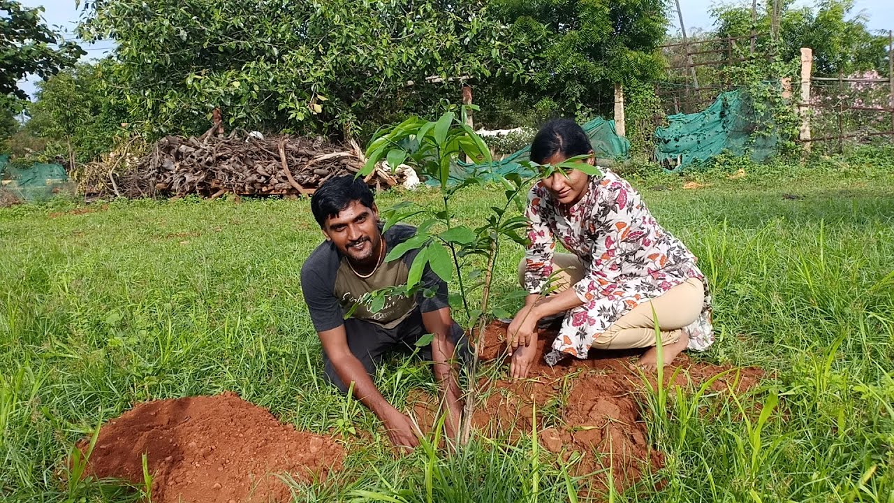 Tree Plantation Sothanaigal | Manoranjitham plant | மனோரஞ்சிதம் பூ செடி ...