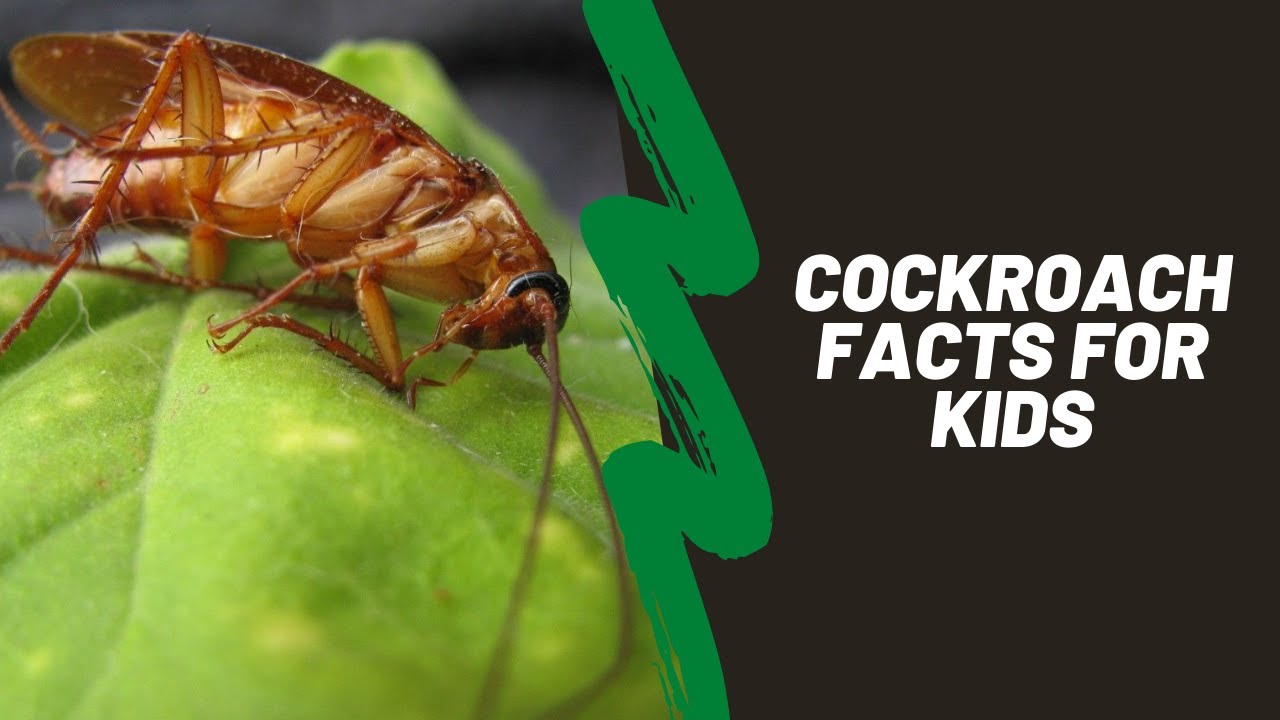 Cockroach Facts For Kids - Life Cycle, Habitat and Parts - YouTube