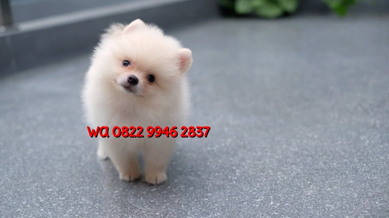 JUAL ANJING MINIPOM JANTAN RAMAH DI KANTONG!!#minipomeranian # ...