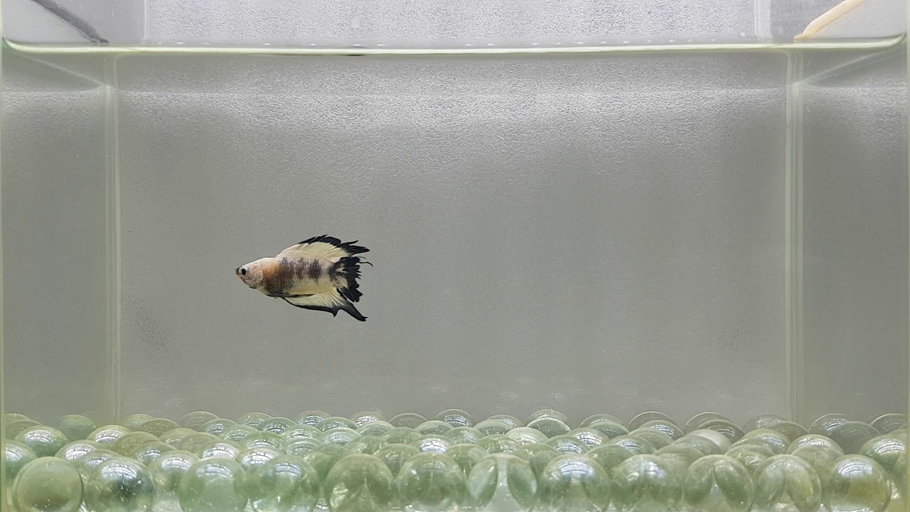 Male Betta: JN188 Fancy Blue Marble DT HMPK Premium for Breeding - YouTube