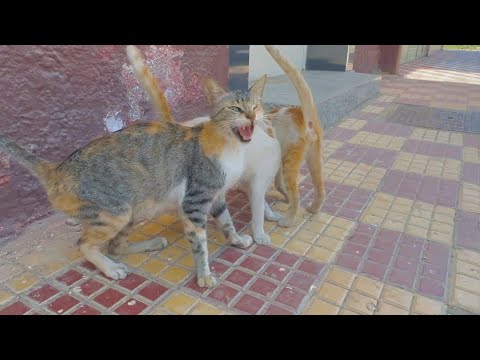 The skinny calico cat meowed loudly because she was hungry. - YouTube