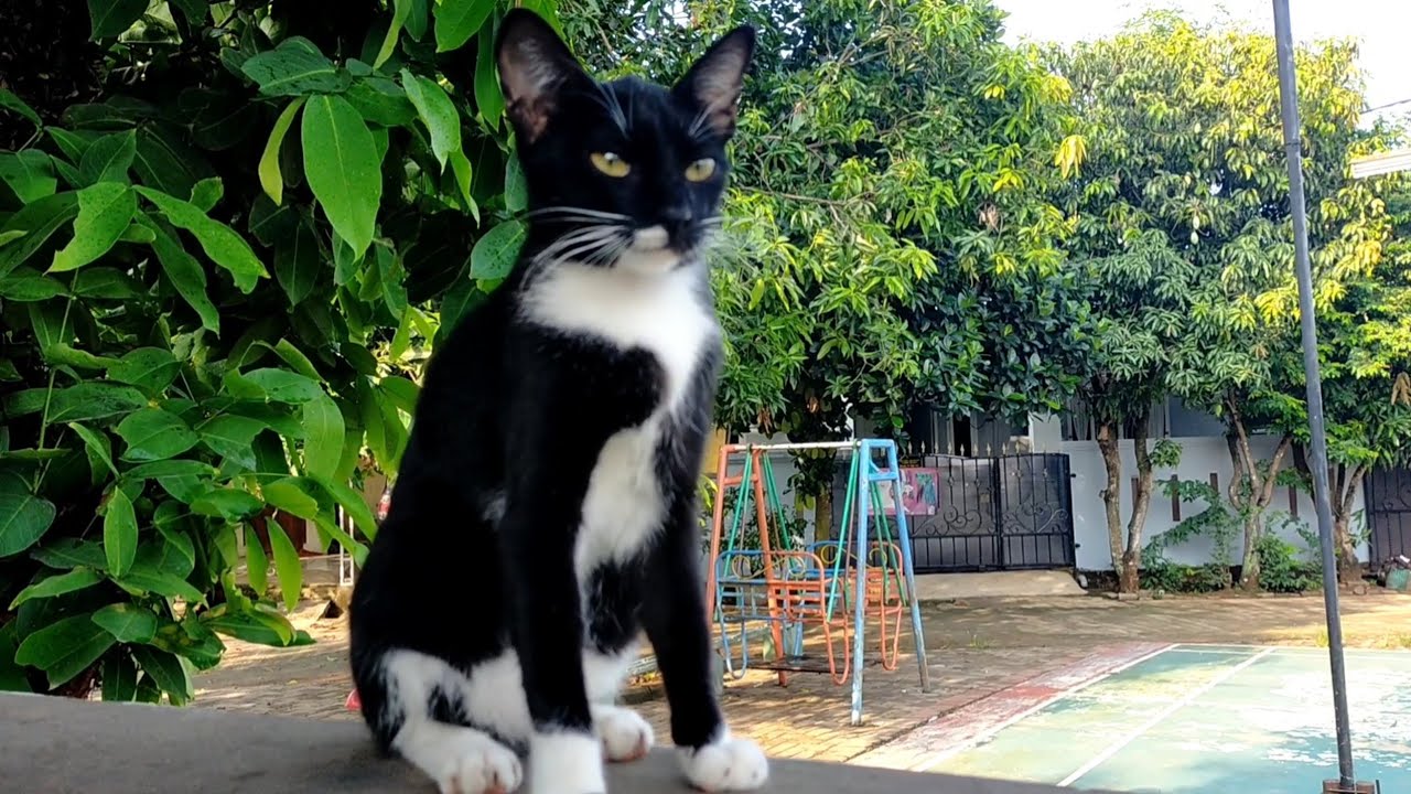 "Apakah aku kucing Tuxedo yang paling lucu?" - YouTube