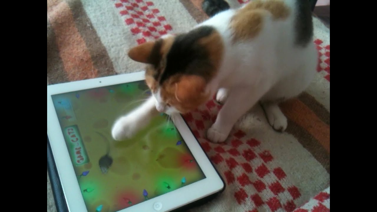 Playing with Game for Cats' mouse - YouTube