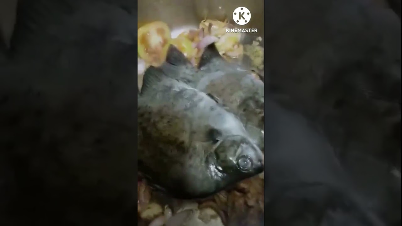 Kitang Fish or Pingaw Fish - YouTube