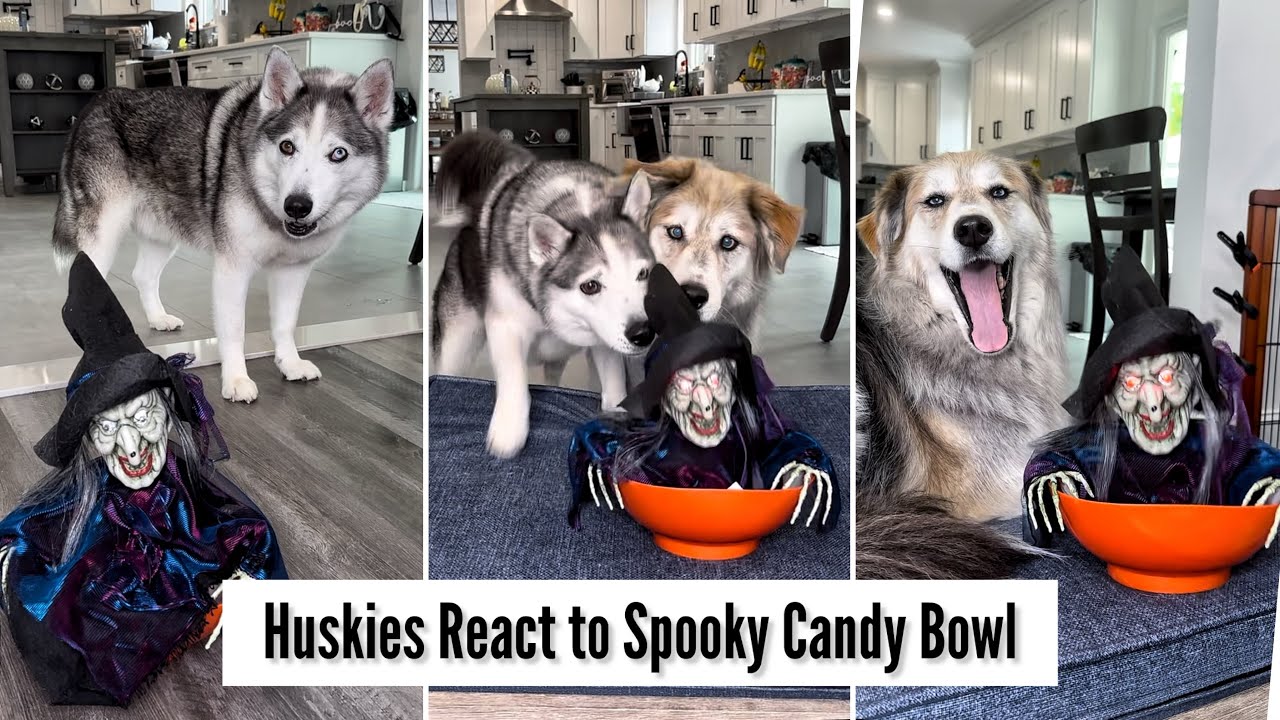 Huskies React to Animated Candy Bowl Prank - YouTube