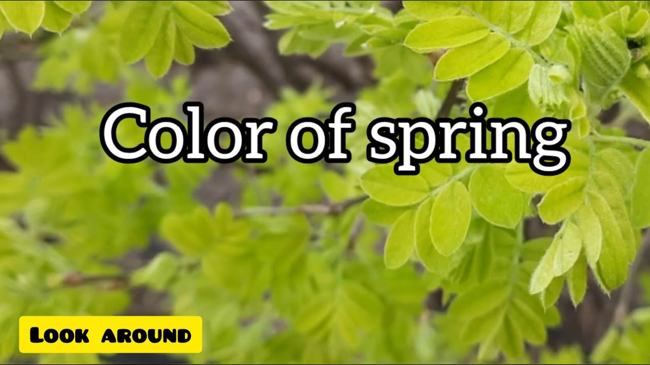 COLOR OF SPRING | MUSIC AND VIDEO FOR RELAXATION | LOOK AROUND - YouTube