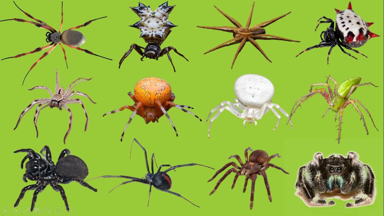 Names and Sounds of Spiders Animals for Toddlers | Learn Spiders ...