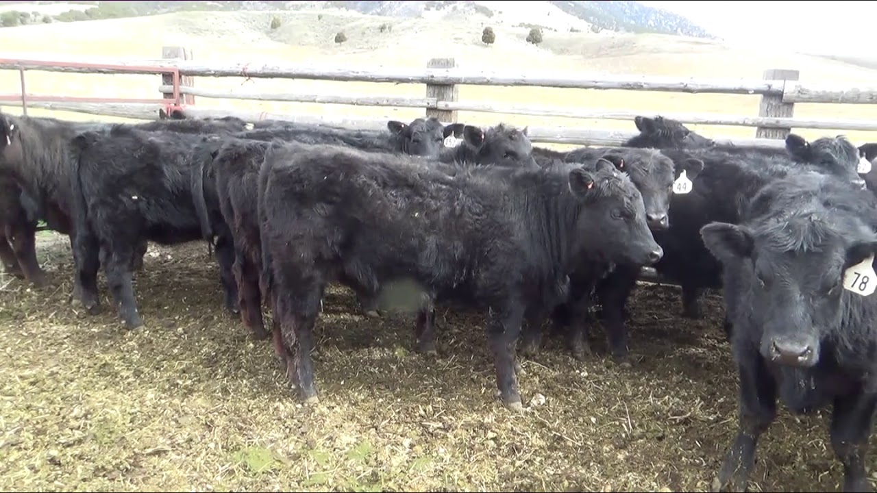 Lot 66 - 20 Commercial Open Heifers - YouTube