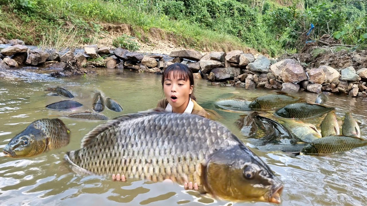 How to trap fish giant. Rudimentary rock arrangement skills block water ...