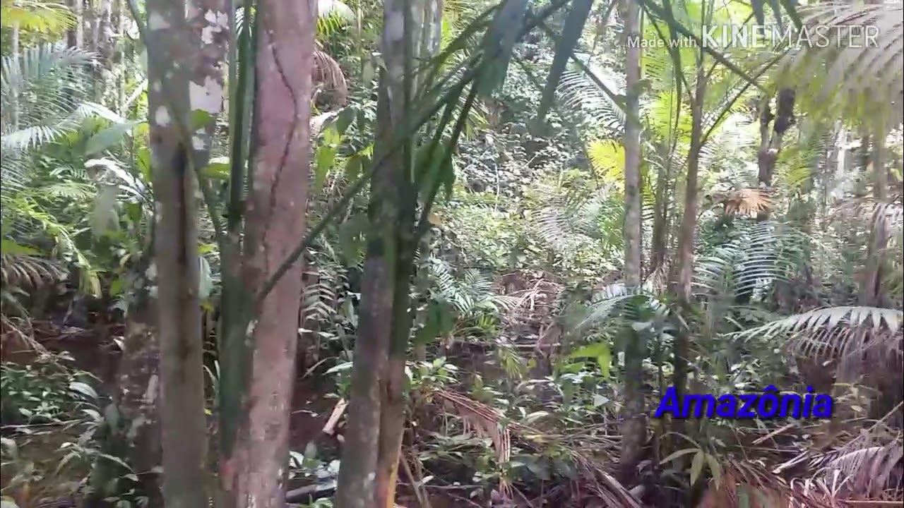 Áreas de várzea na Amazônia,brasileira - YouTube
