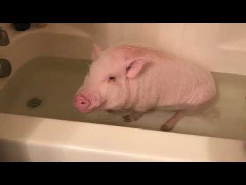 Pickle Sitting in the Bath - YouTube