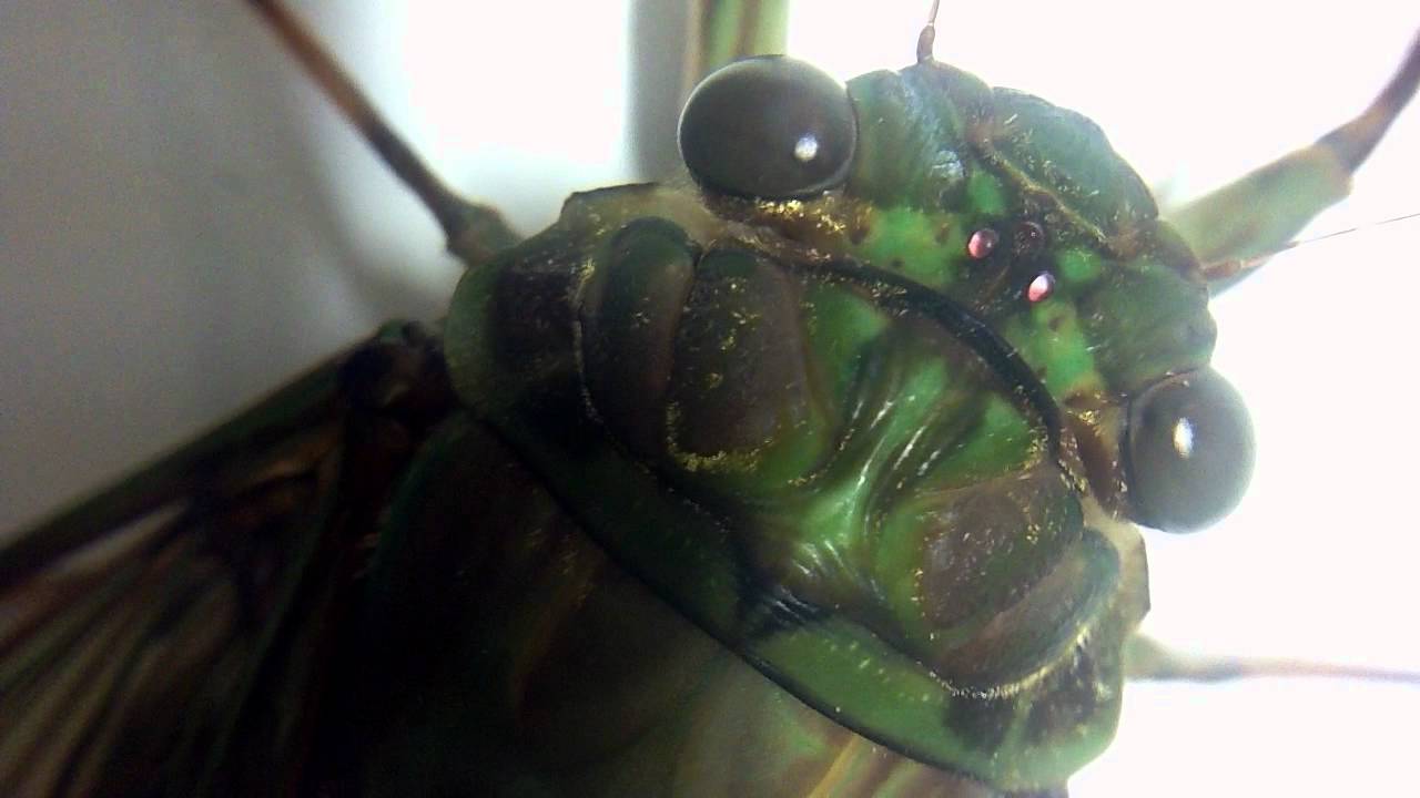 Monster Insect: Cicada aka Locust through the macro lens for iPhone ...