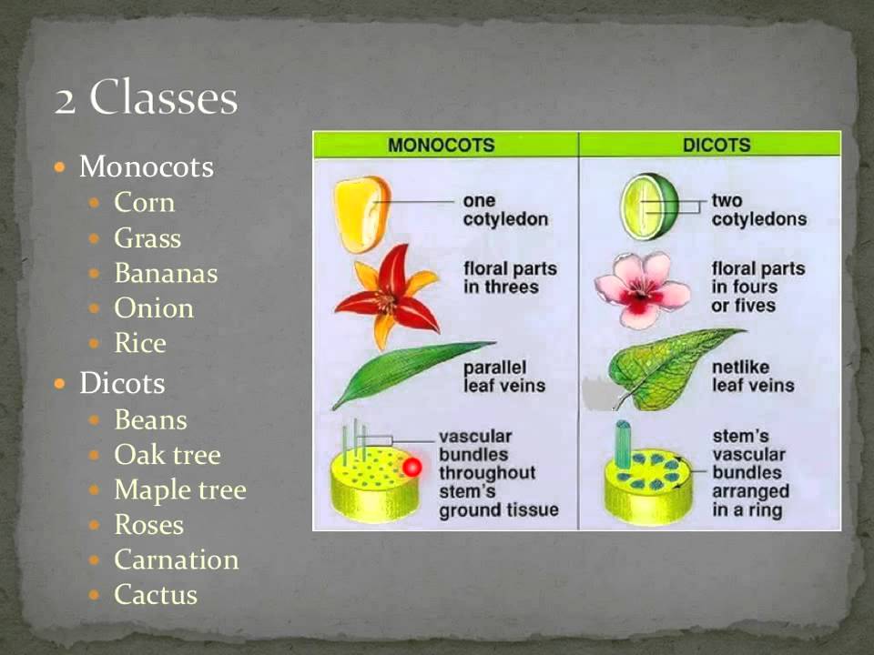 04 Taxonomy & Plants Flowering Plants - YouTube