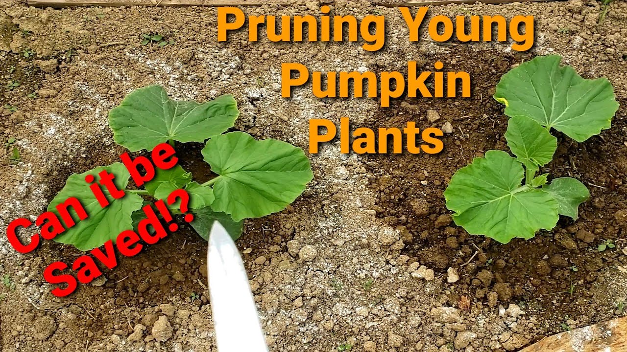 Pruning a young pumpkin plant and how I start to prune a double vine ...