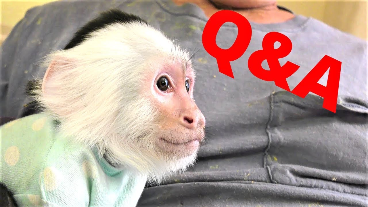 Monkey Questions and Answers! | Capuchin Monkey | Pet Monkey - YouTube
