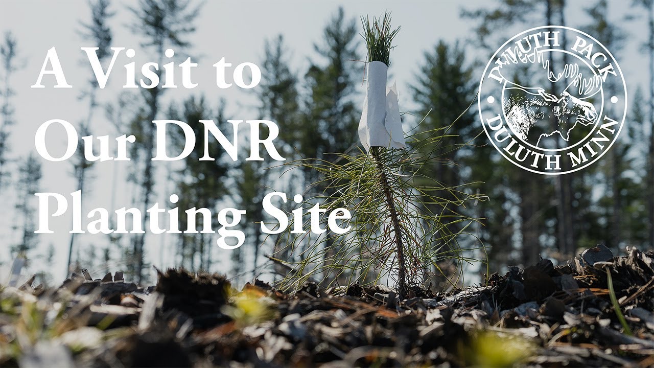Duluth Pack | Together With the MN DNR We Have Planted Over 25,000 ...