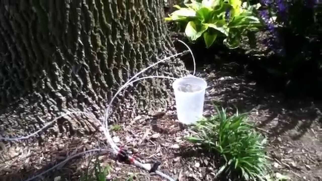 Trunk Injection - Emerald Ash Borer - Dublin - YouTube