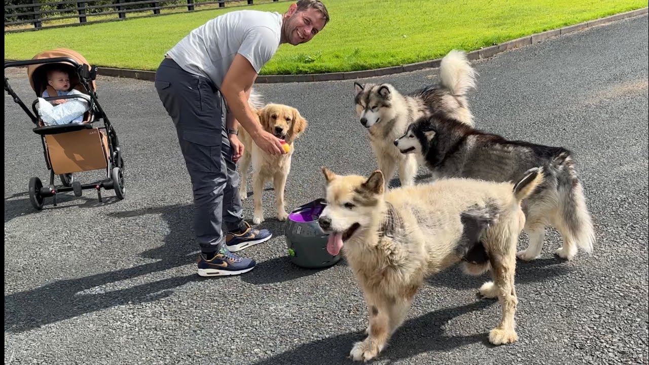 Man V Dog Challenge! Who's The Fastest Of Them All?! - YouTube