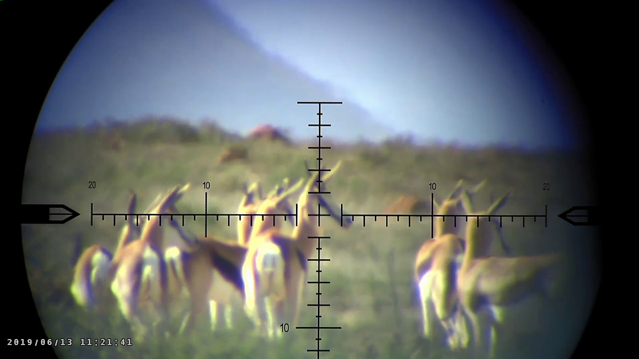 Springbuck Hunting 2019 - YouTube