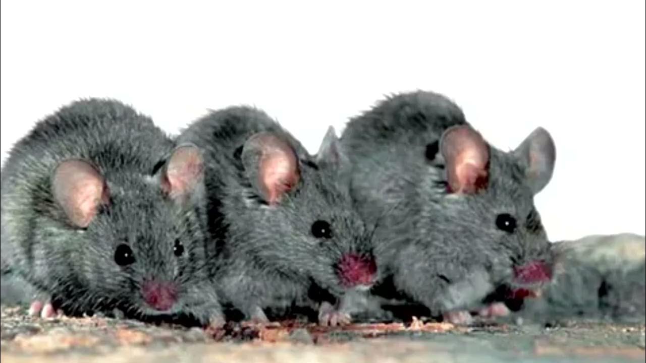 Guess Which Sex Behaves More Erratically (at Least in Mice) - YouTube