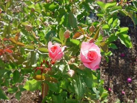 The Bambi Molesters-Malaguena