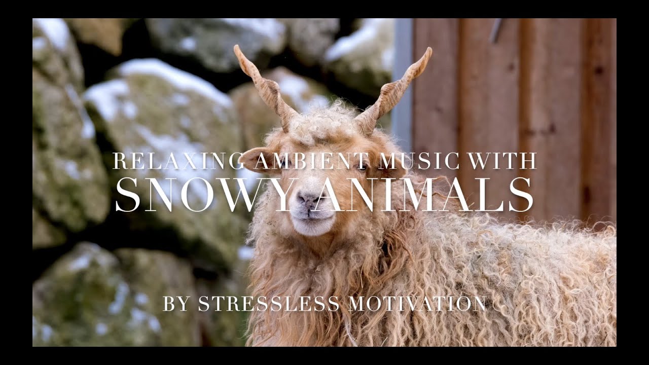 Adorable Animals Playing in Snow with Relaxing Ambient Background Music ...