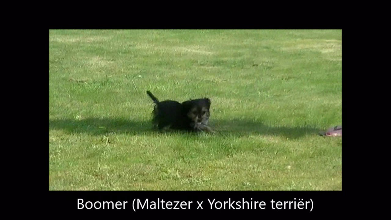 boomer - Maltezer x Yorkshire terriër (teef) - YouTube