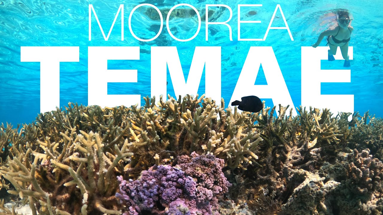 🐠 Snorkeling in Temae beach 🏝Moorea - YouTube